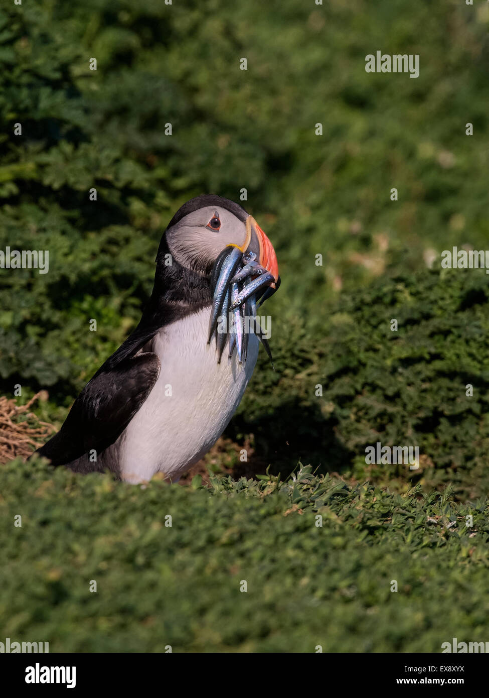 Young puffin chick hi-res stock photography and images - Alamy