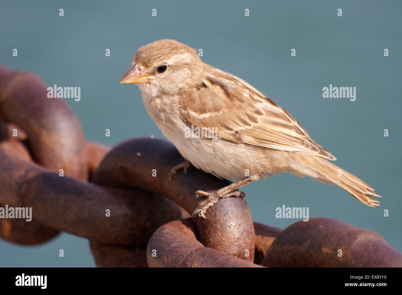Sparrow egg hi-res stock photography and images - Alamy