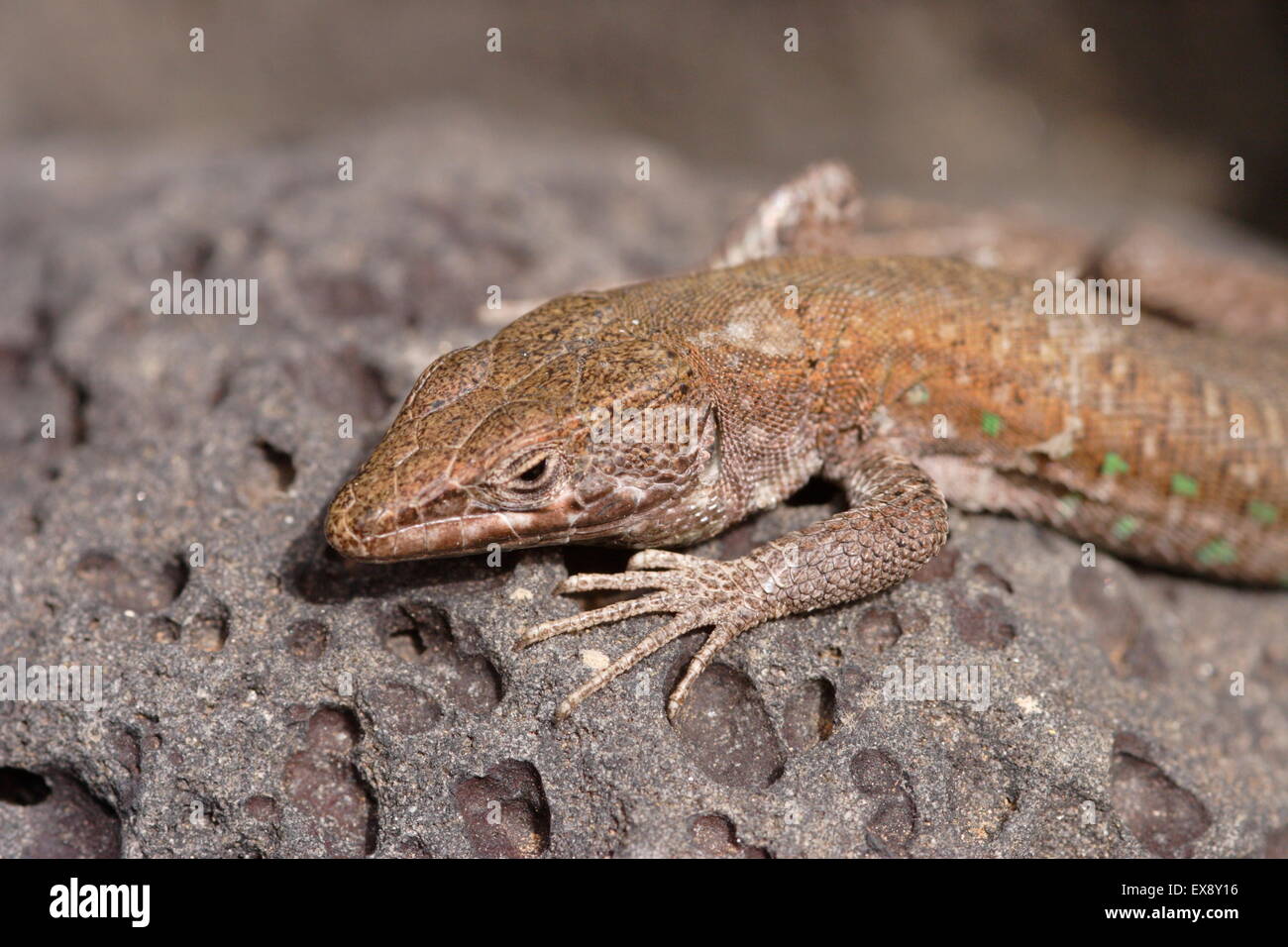 Brown Atlantic lizard sunbathing on lava rock Stock Photo - Alamy