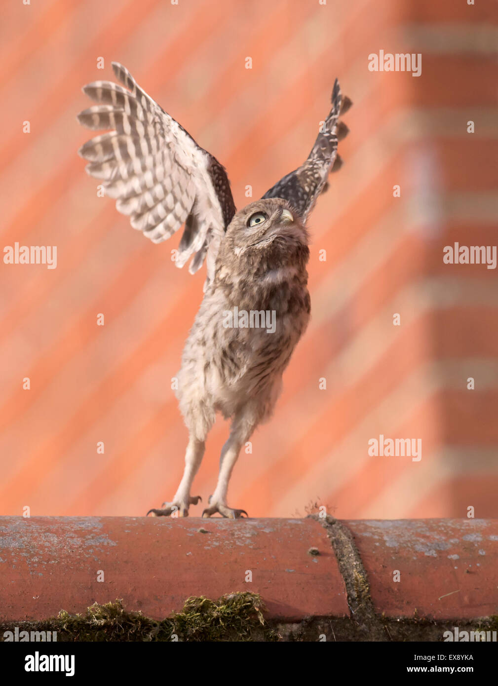 Owl fledgling hi-res stock photography and images - Alamy