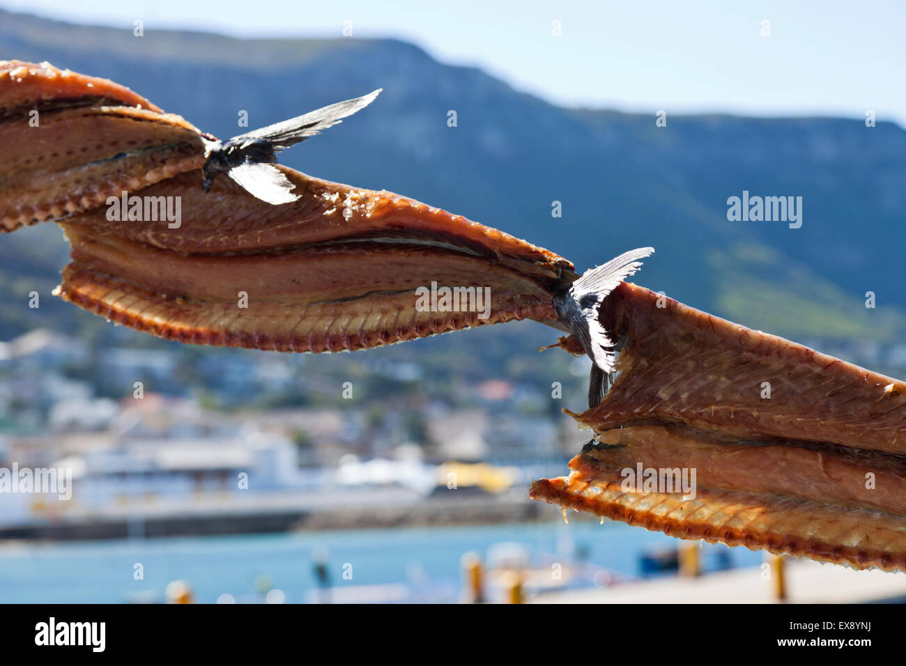Drying fish in the open air on the docks at Kalk Bay, Cape Town South ...