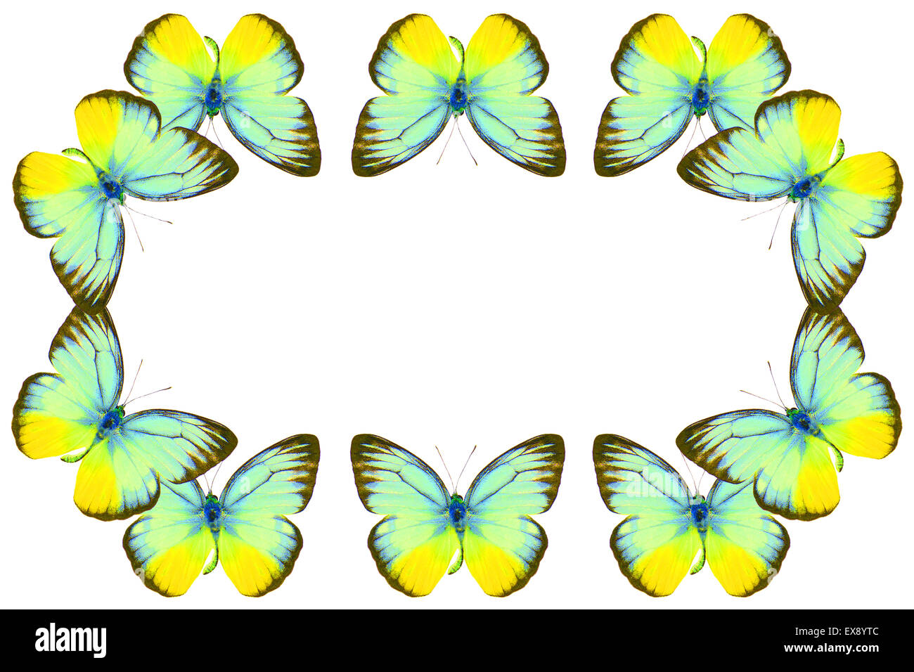 Beautiful male Orange Gull Butterfly (Cepora iudith) in process color ...