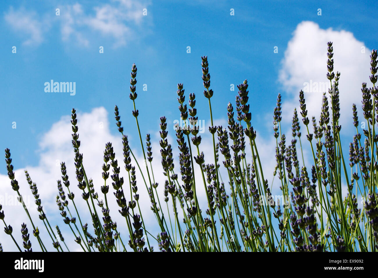 Lavender in full bloom on a bright sunny day Stock Photo - Alamy