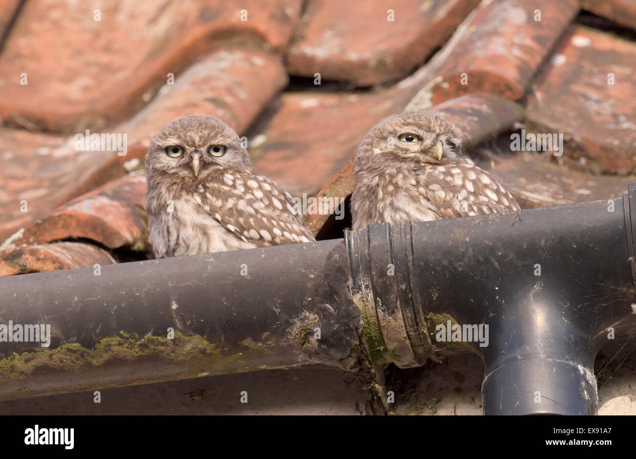Roof guttering hi-res stock photography and images - Alamy