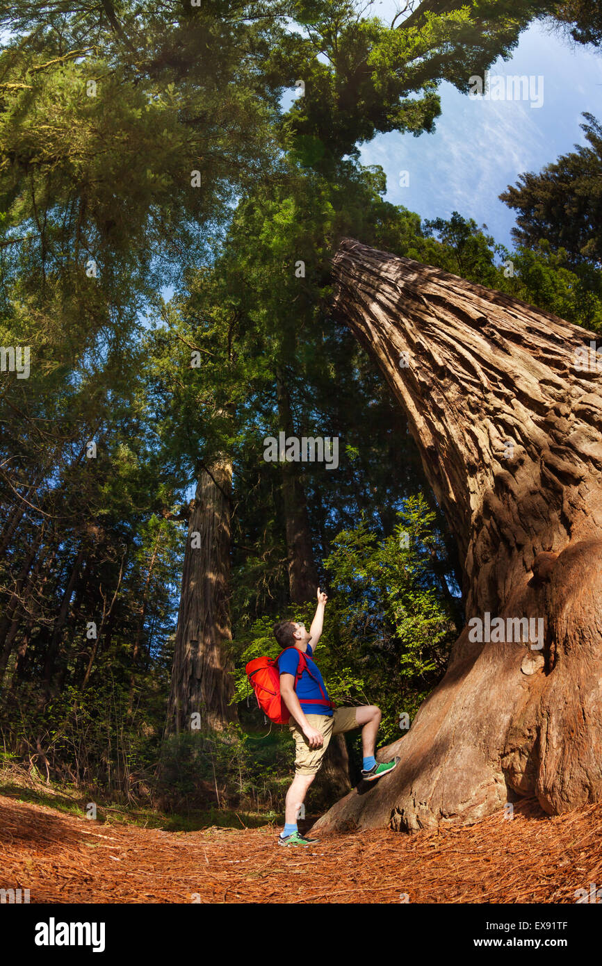 Man pointing at big tree in Redwood California Stock Photo - Alamy