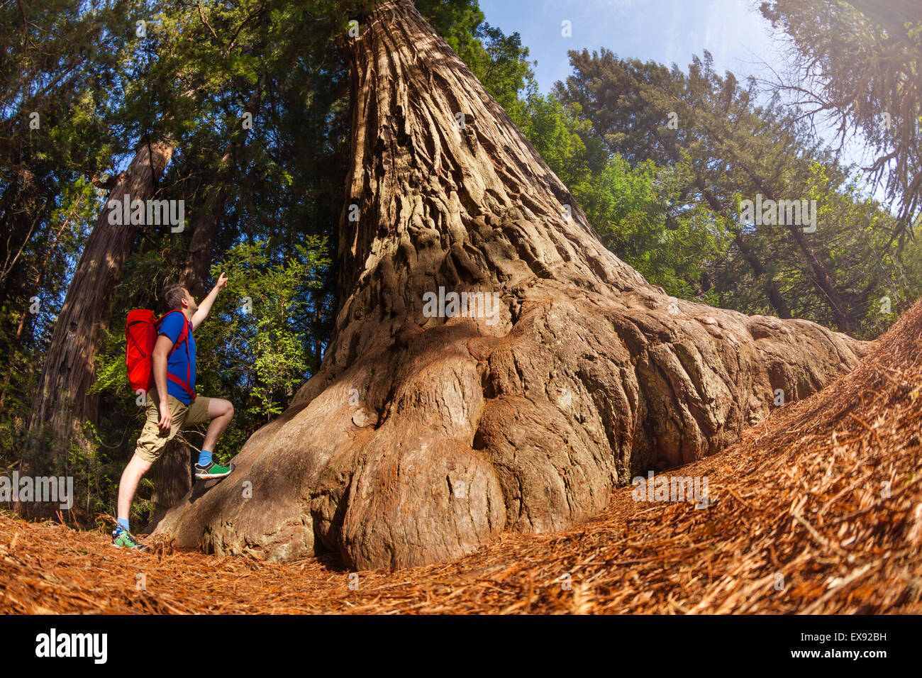 Fisheye view of man pointing at big tree, Redwood Stock Photo - Alamy