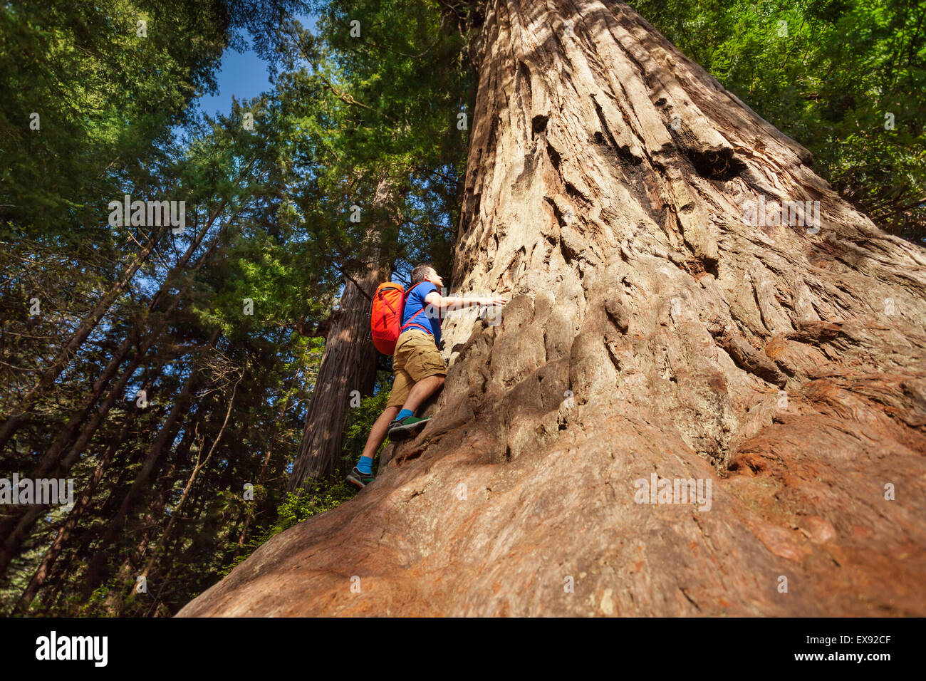 Man climbs on big tree in Redwood California Stock Photo - Alamy