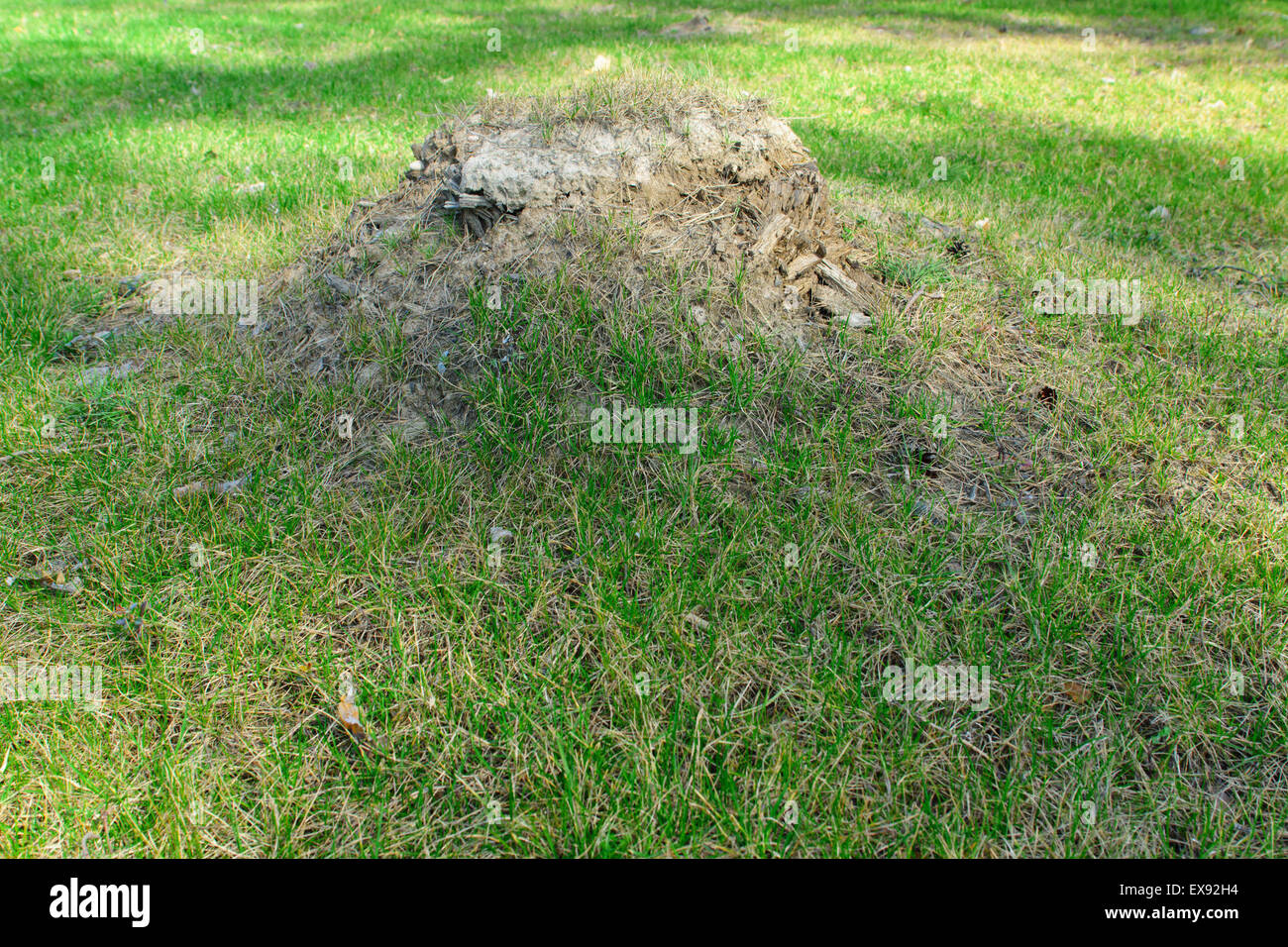 old grassed and a moss a stub in the wood Stock Photo - Alamy
