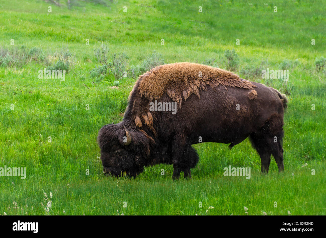 bison grazing grass in Yellowstone National Park Stock Photo - Alamy