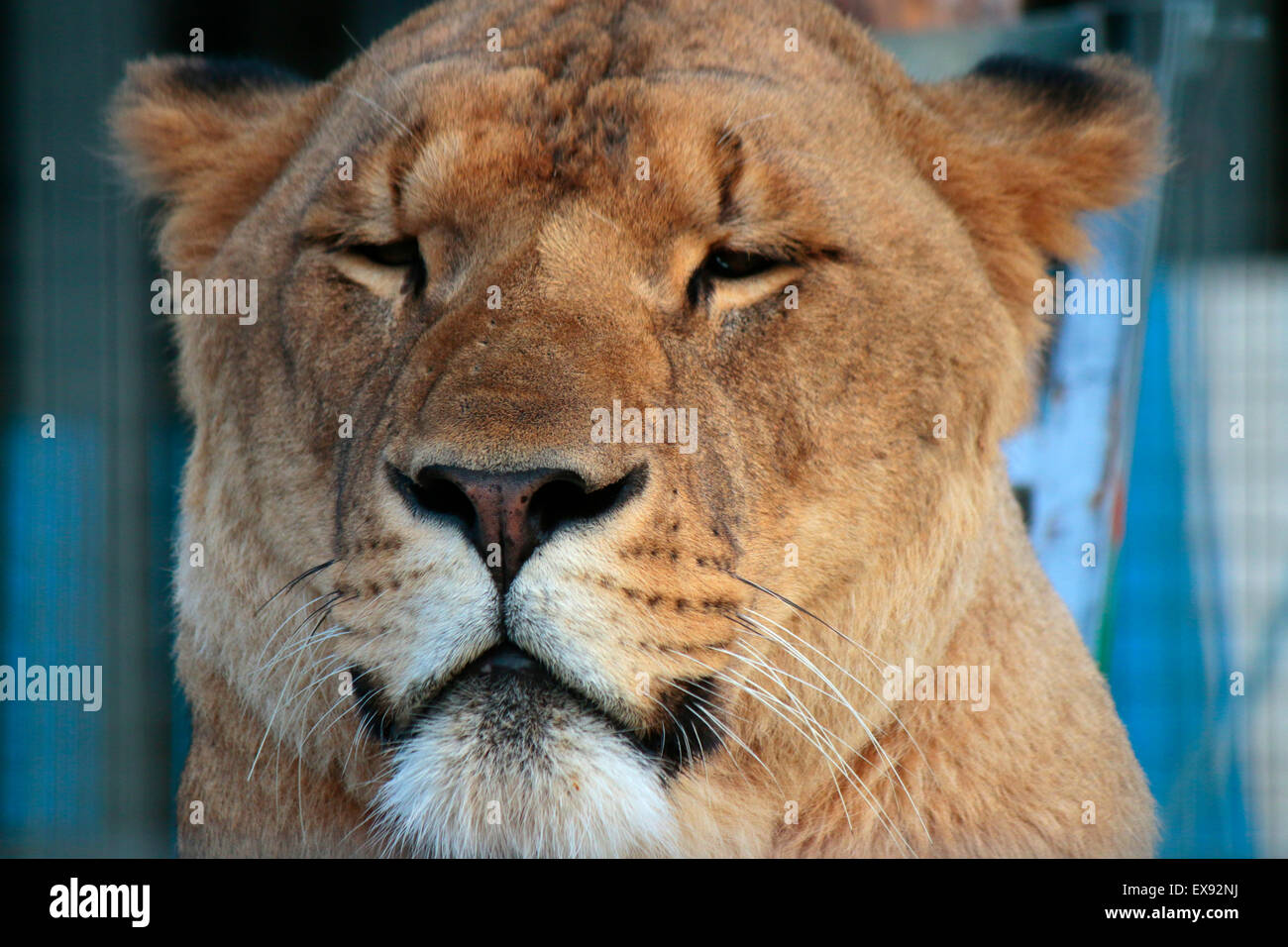 Loewe hi-res stock photography and images - Alamy