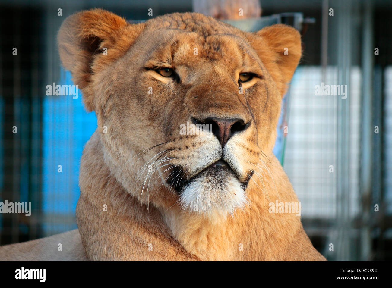Loewe lion hi-res stock photography and images - Alamy