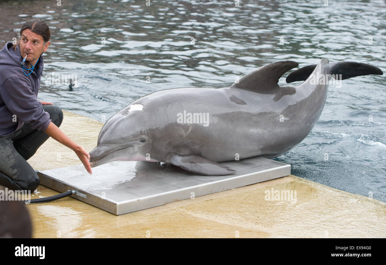 Dolphin Moby lies on a scale at the dolphin lagoon of the zoo in ...