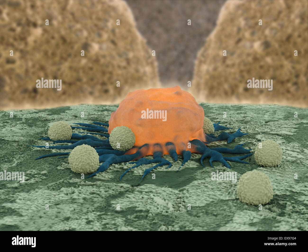 Cancer cell growth hi-res stock photography and images - Alamy