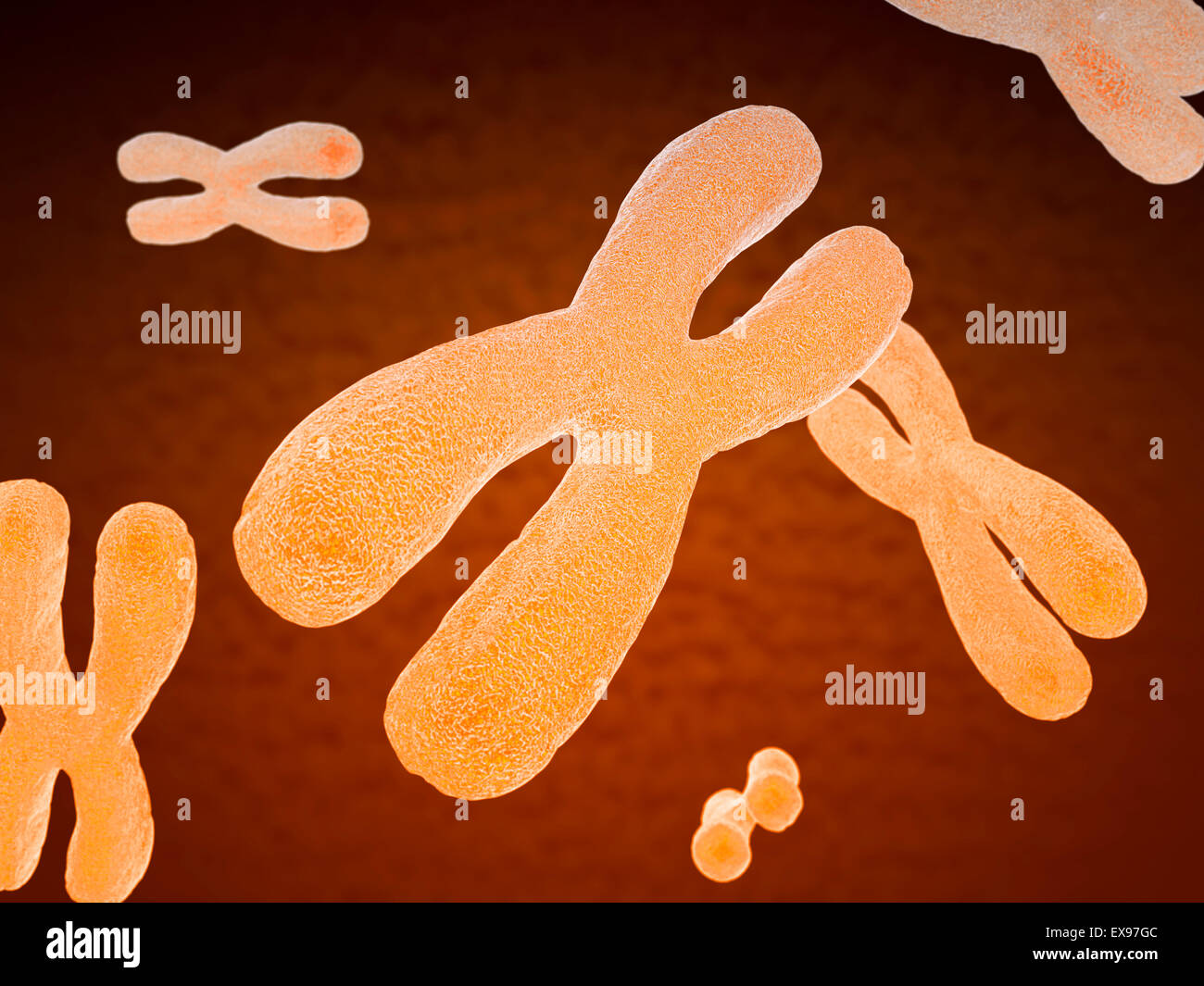 Illustration of chromosomes Stock Photo - Alamy