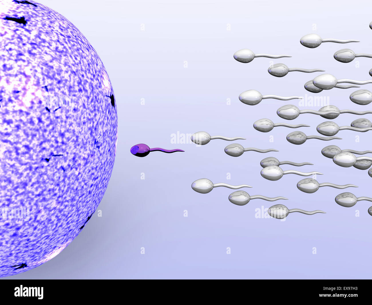 Male Sperm Vs Female Sperm