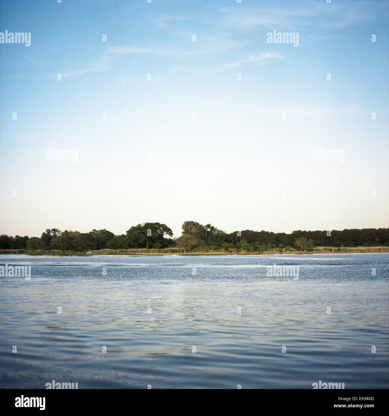 A Grouping of Trees along the Miles river near St Michaels Maryland on ...