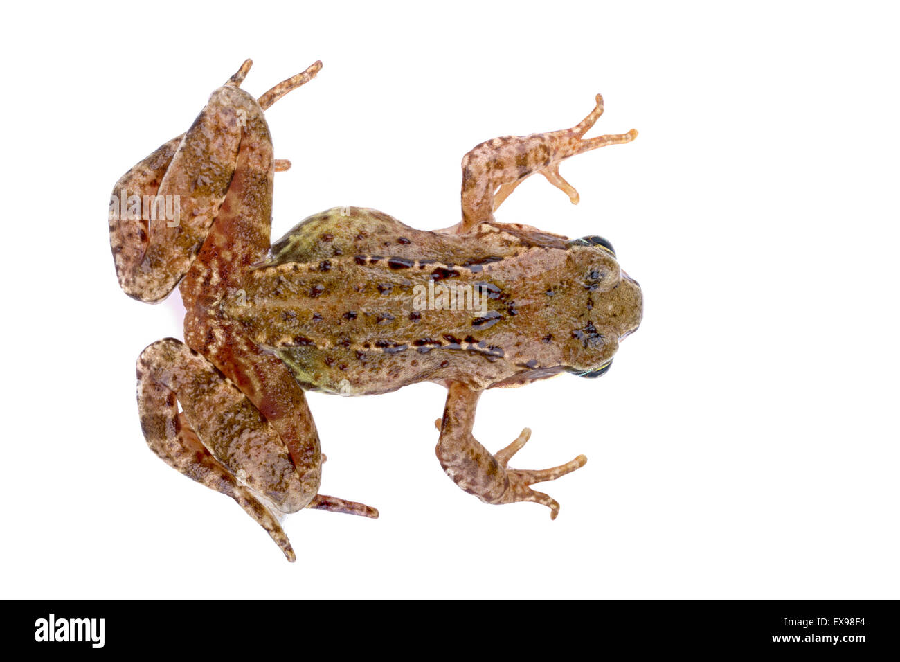European frog on white background Stock Photo - Alamy
