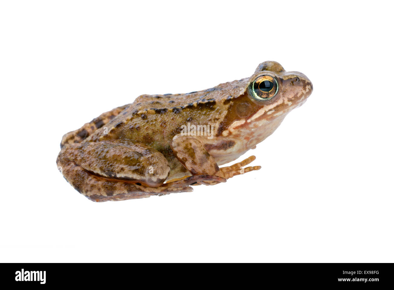 European frog on white background Stock Photo - Alamy