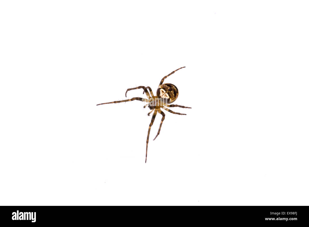 Small spider white background Cut Out Stock Images & Pictures - Alamy