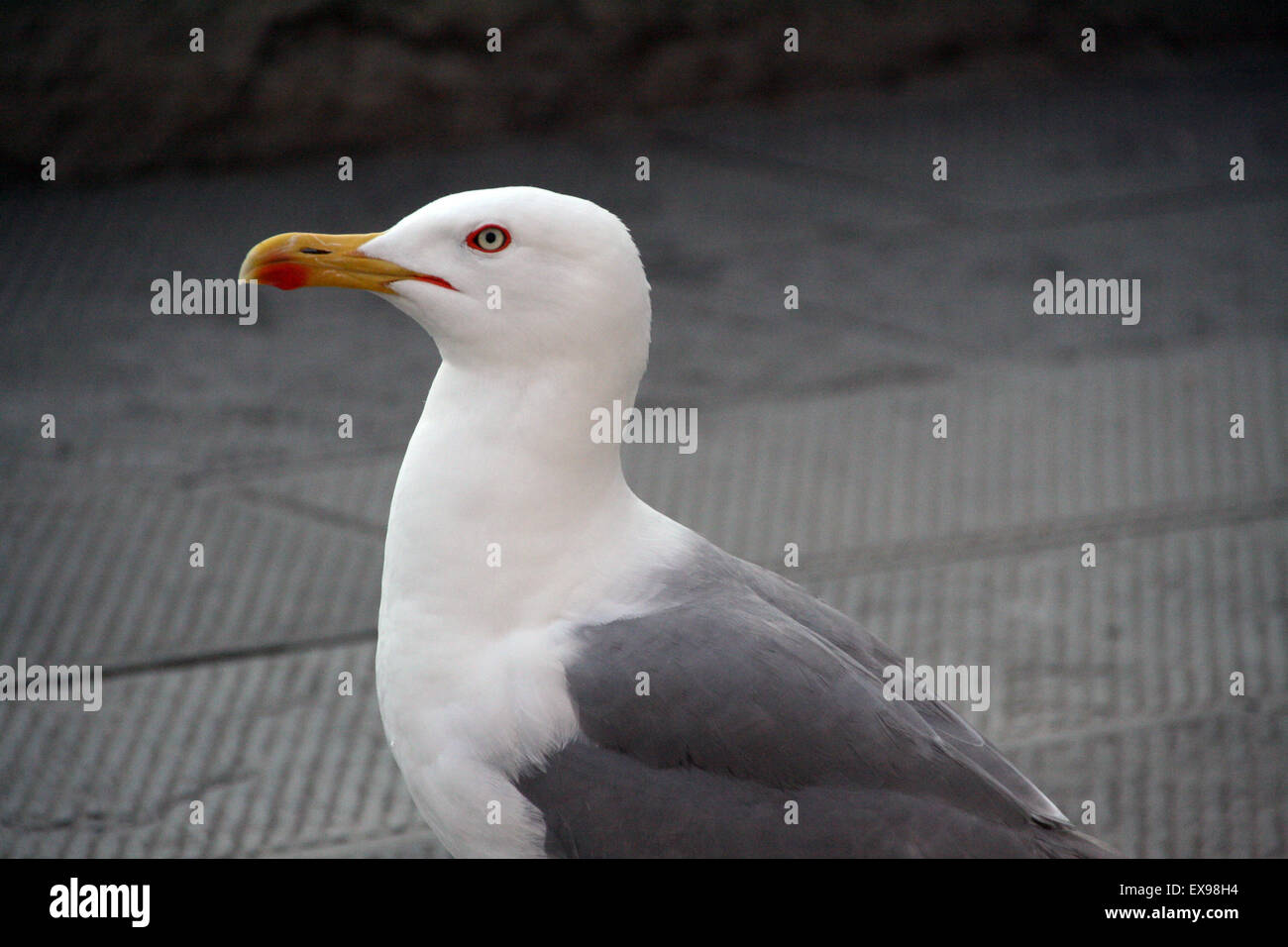 Seagull close up Stock Photo - Alamy