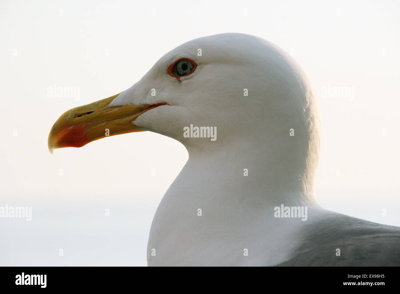 Seagull close up Stock Photo - Alamy