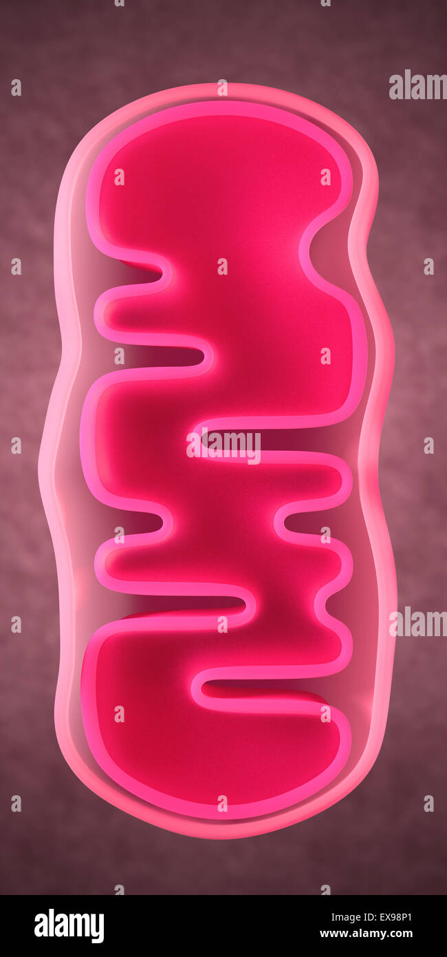 Mitochondria High Resolution Stock Photography and Images - Alamy