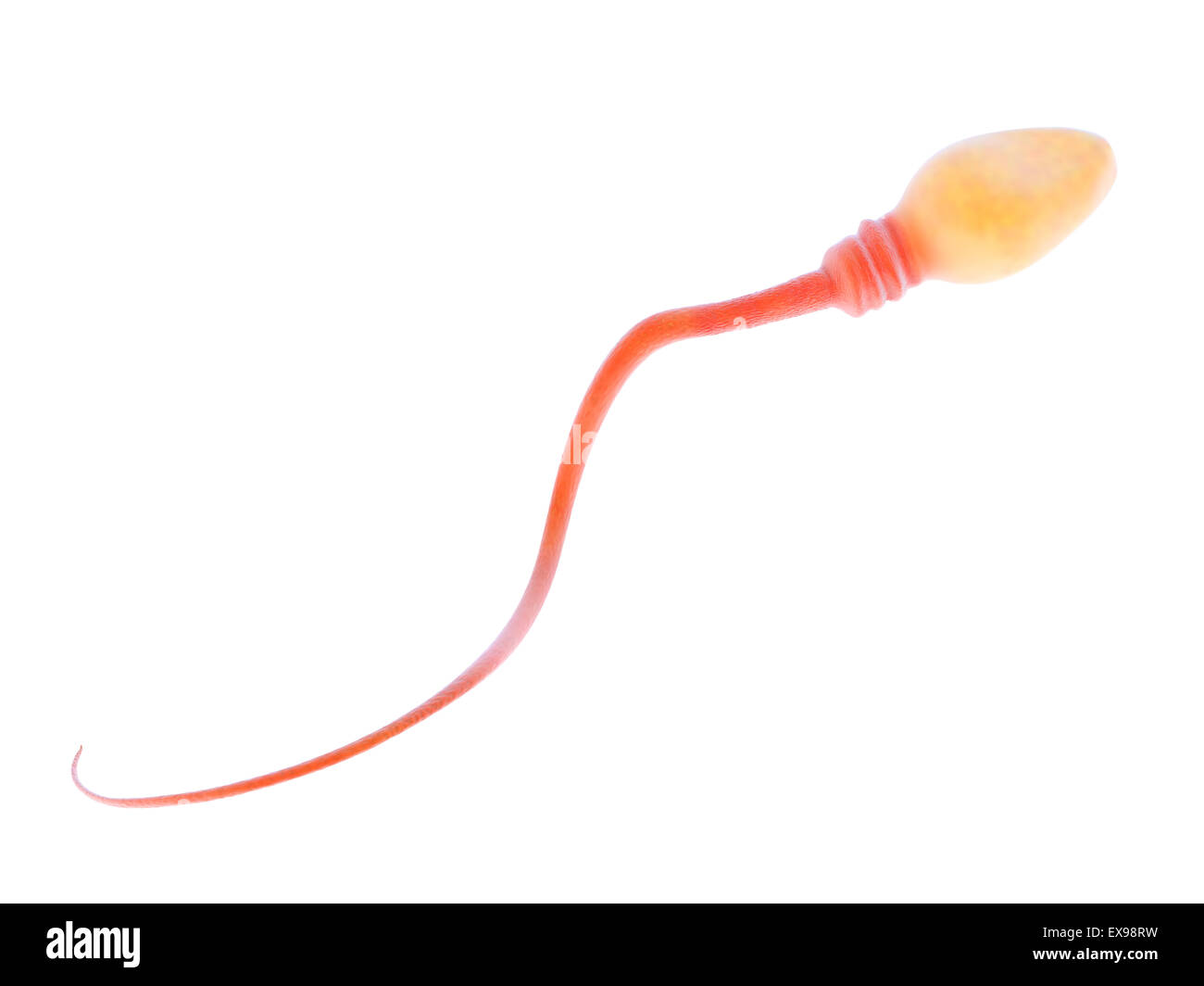 Computer graphic illustration of a single normal sperm cell Stock Photo ...