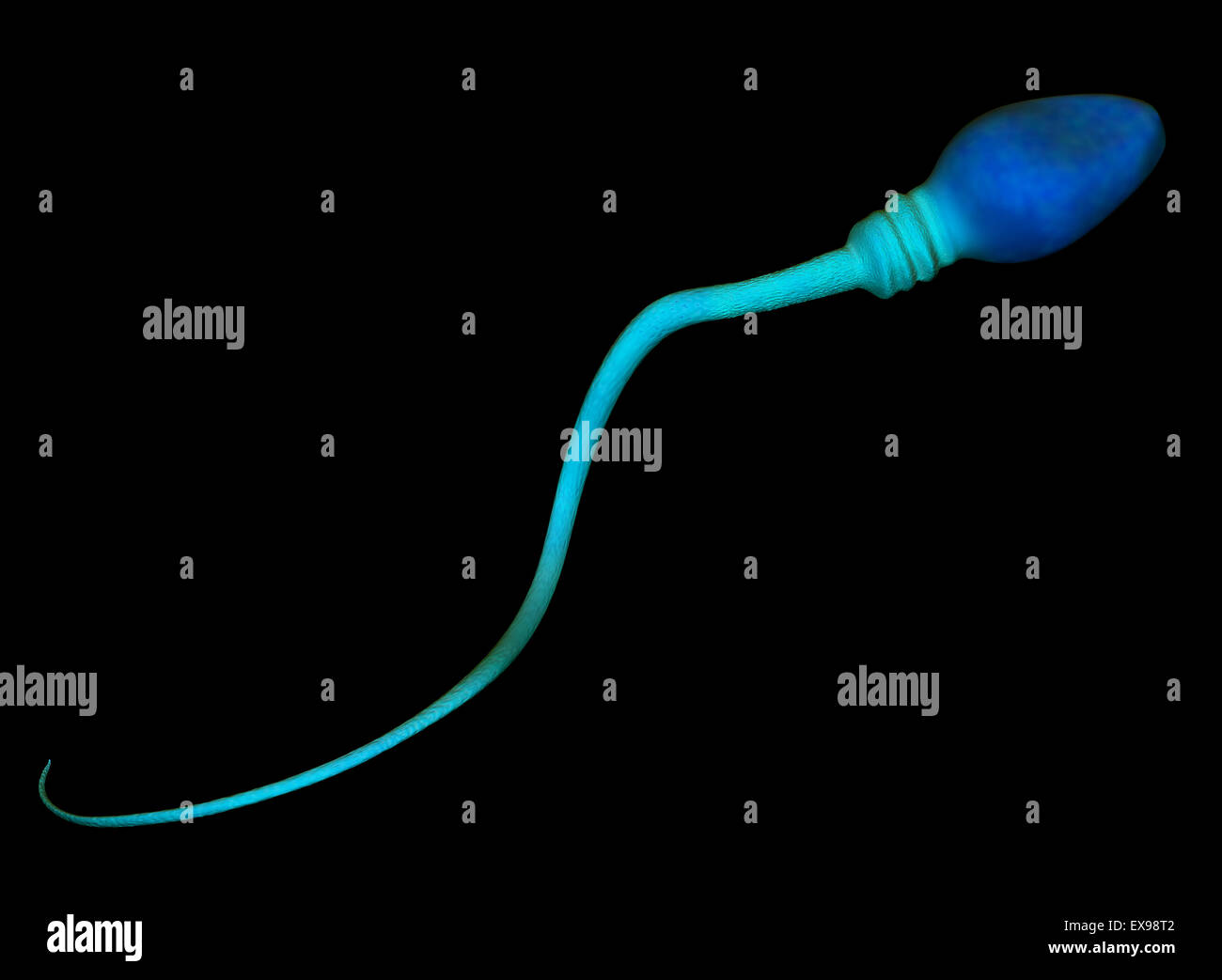 Sperm High Resolution Stock Photography and Images - Alamy