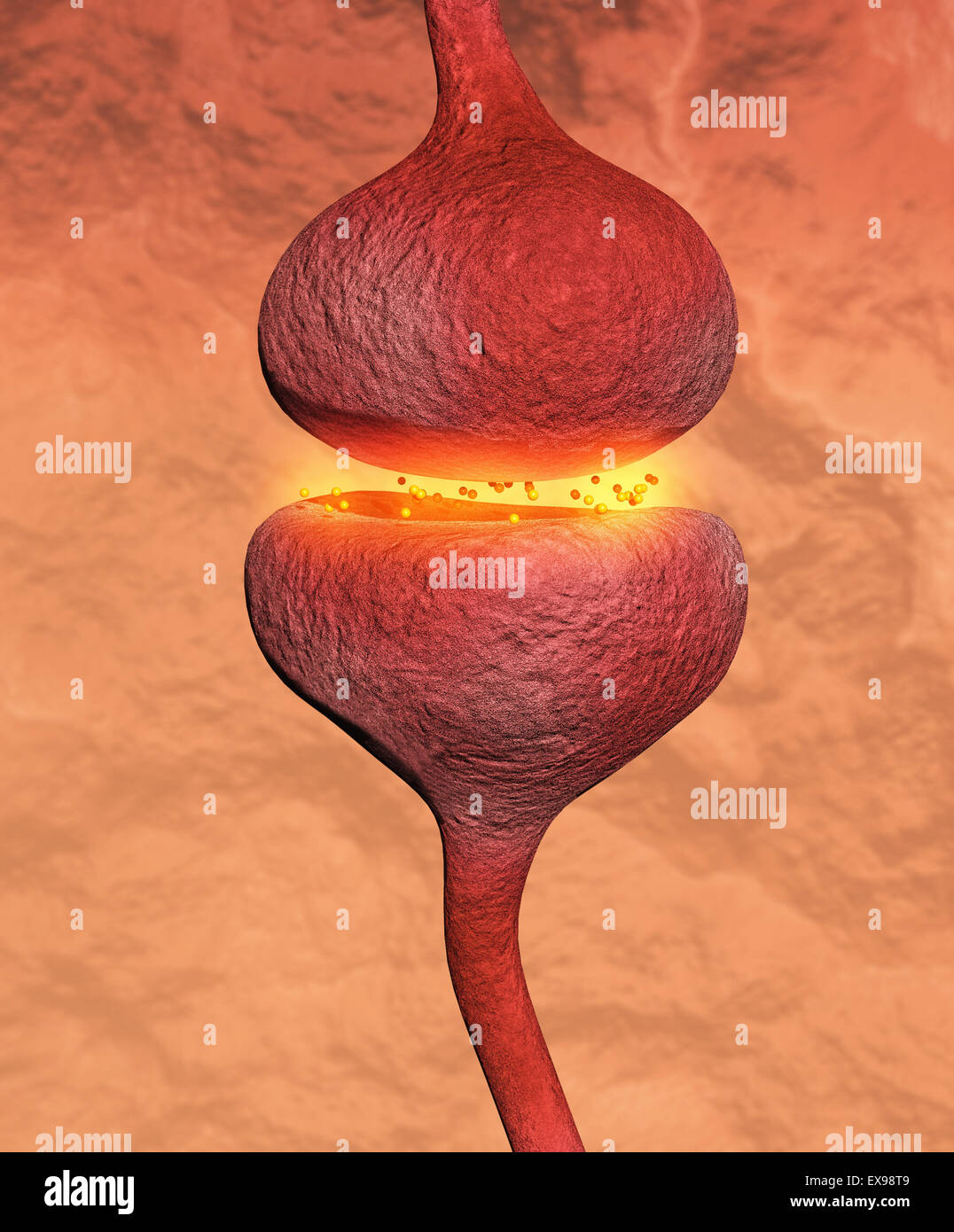 Synapse hi-res stock photography and images - Alamy