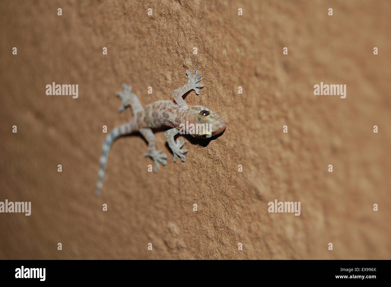 Lizard on the Wall Stock Photo - Alamy