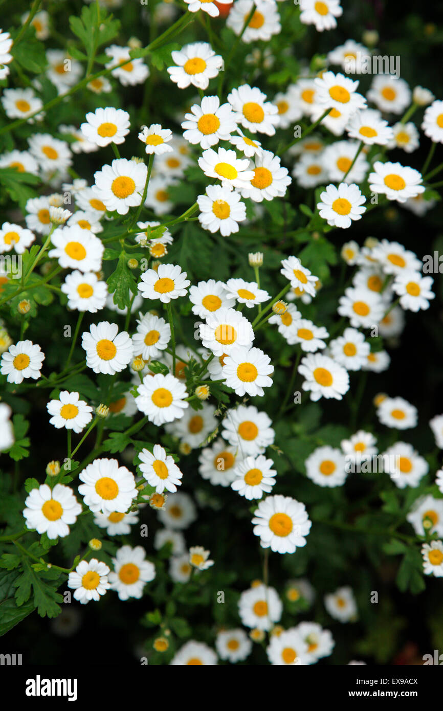 Feverfew, Tanacetum parthenium Stock Photo - Alamy