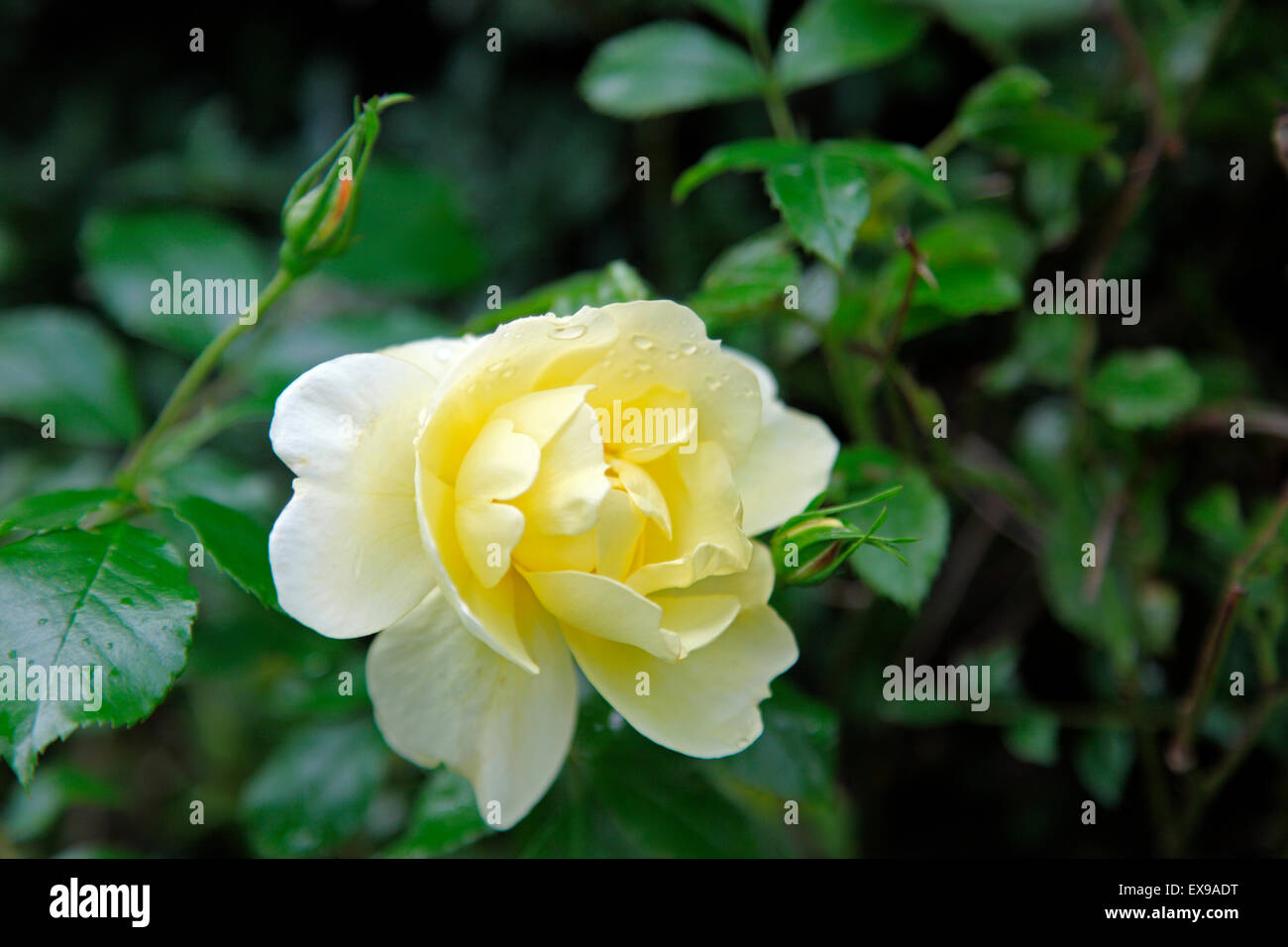 Rosa Magic Carpet Stock Photo - Alamy