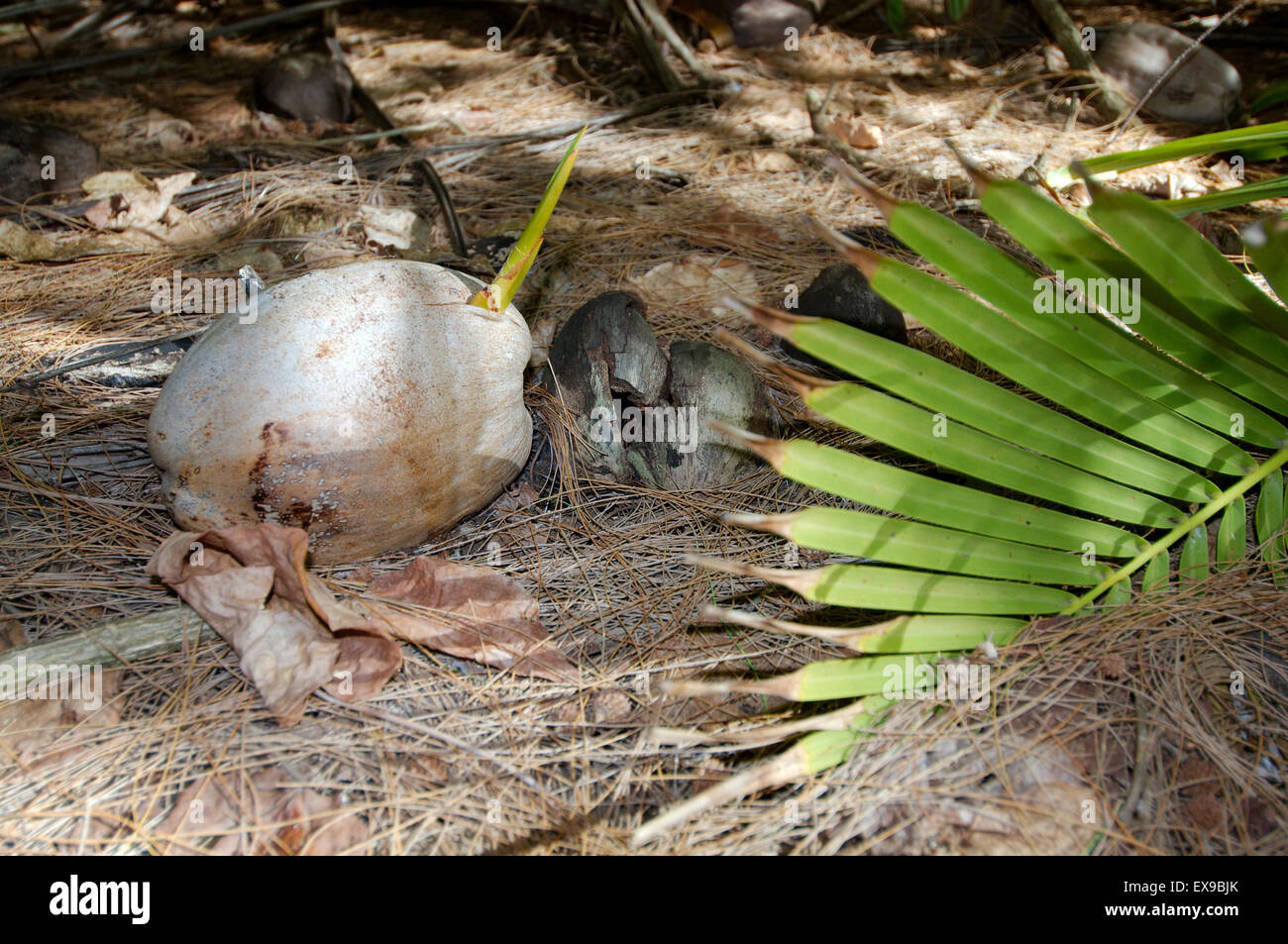 Sprouting coconut, small coconut tree (Cocos nucifera), Denis Island ...