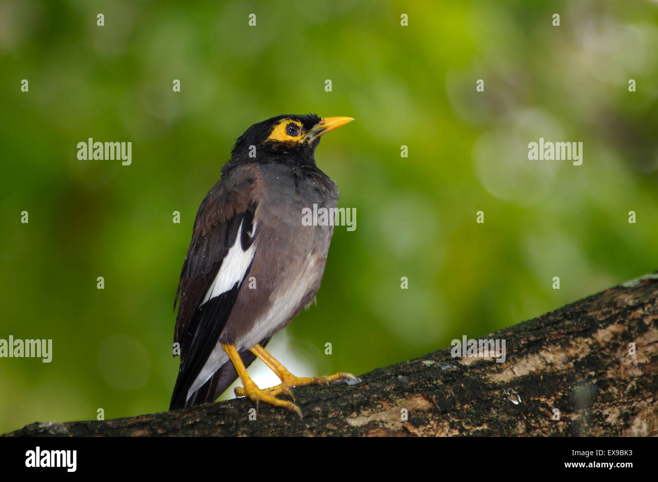 Indian myna hi-res stock photography and images - Alamy