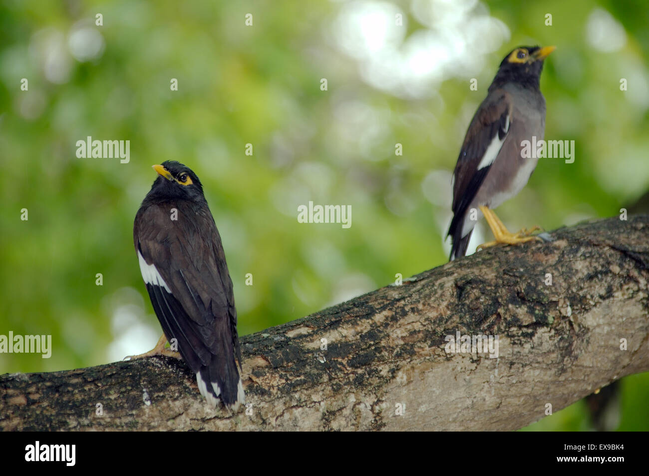 Common myna hi-res stock photography and images - Alamy