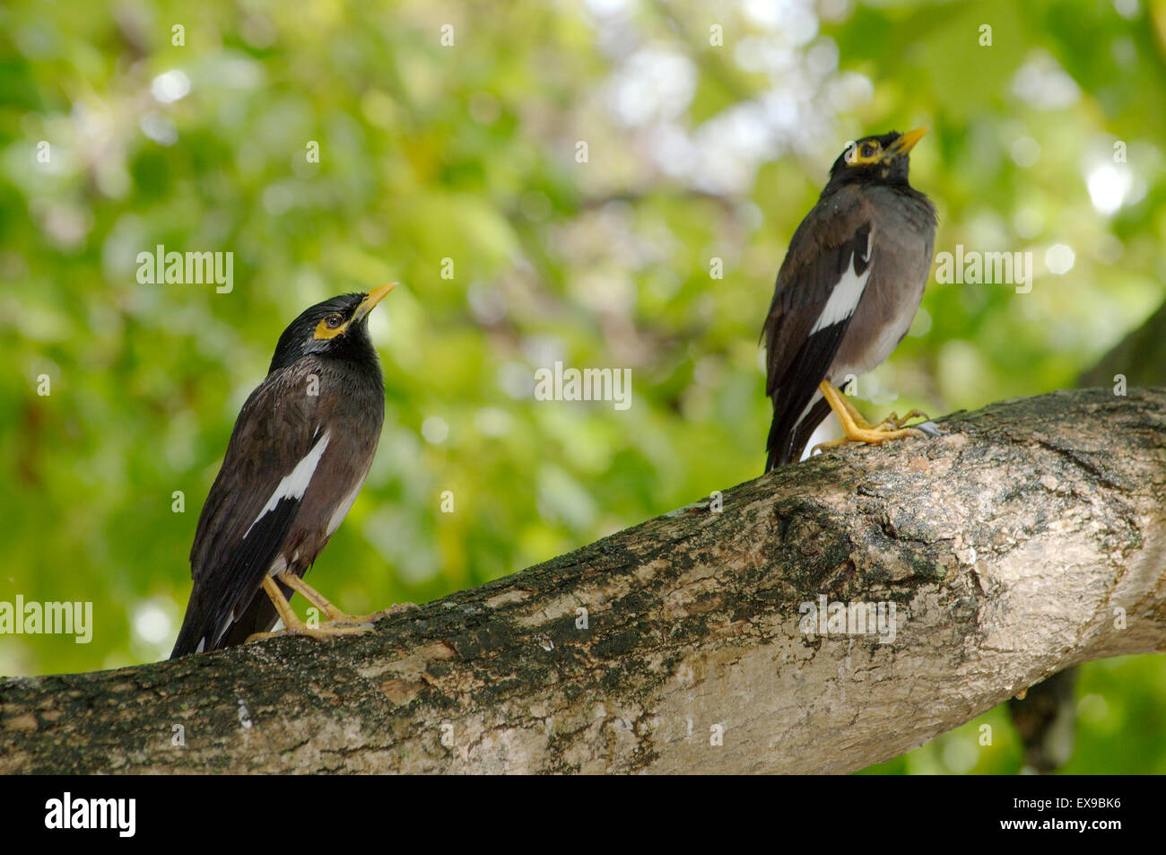 Two Indian Myna or common myna (Acridotheres tristis) is sitting on a ...