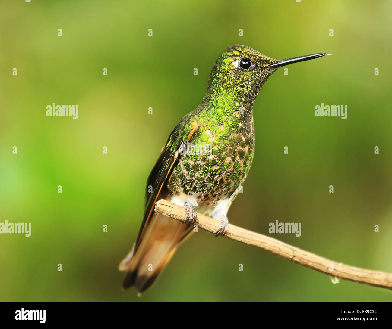 Small bird colibri hi-res stock photography and images - Alamy