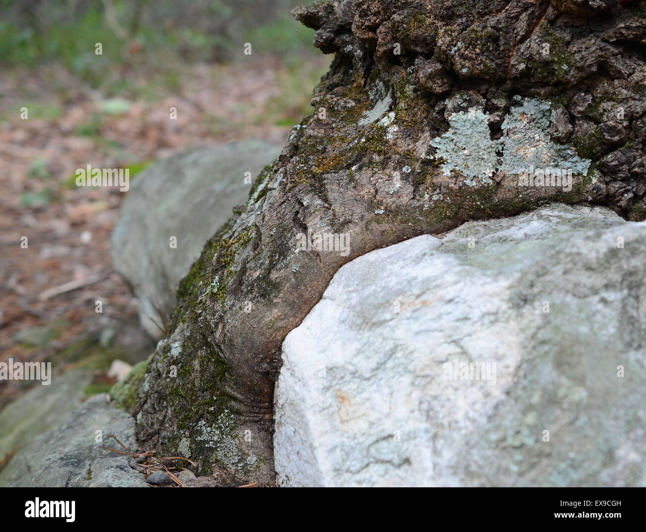 A tree growing around a rock Stock Photo - Alamy