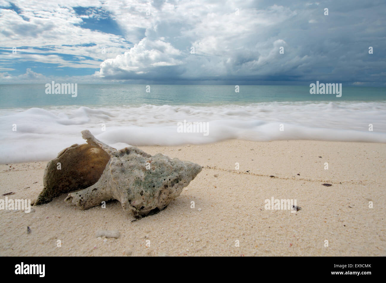 A large clam shell on the surf on the shore of the Indian Ocean, Denis ...