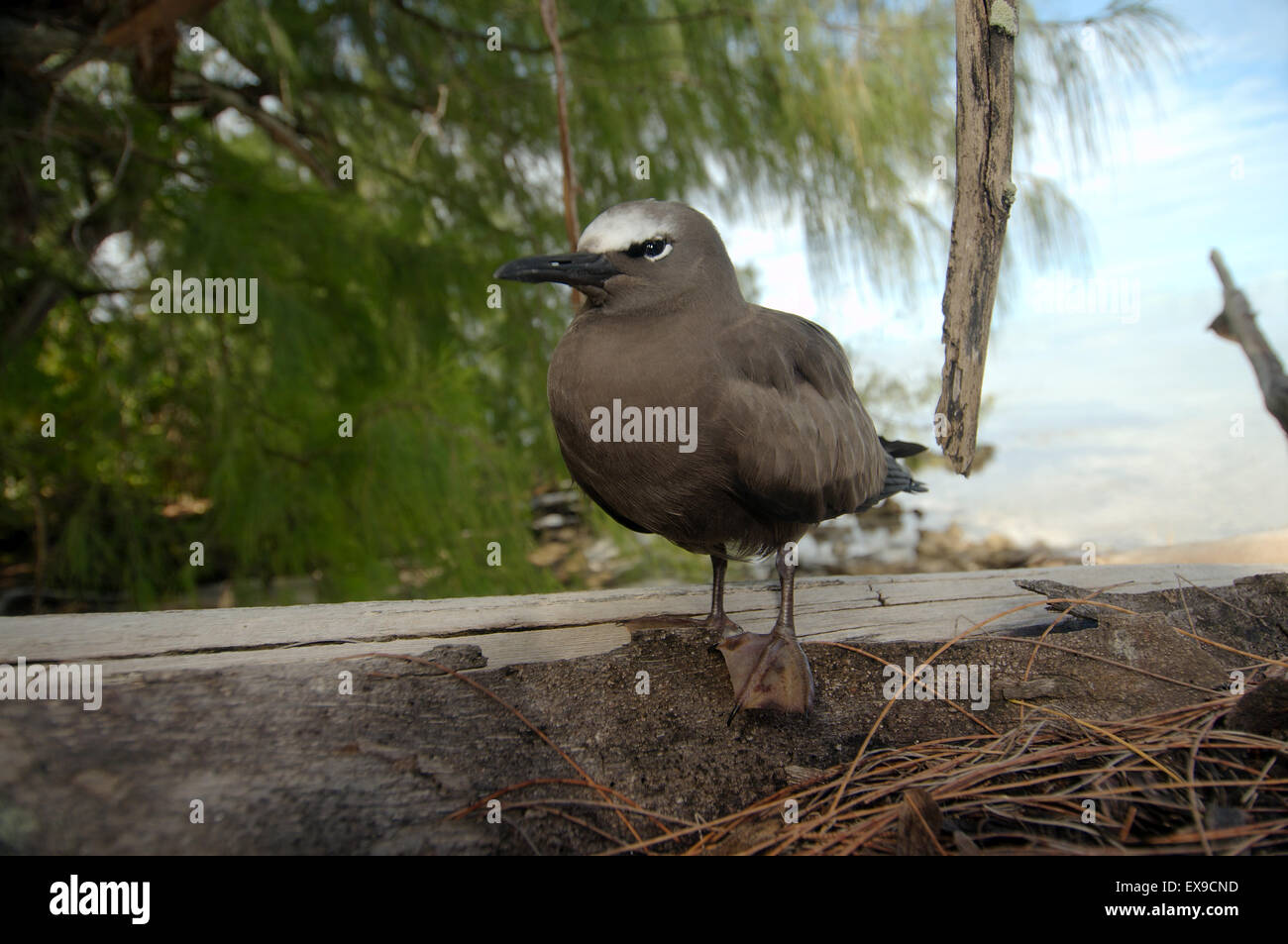 black noddy or white-capped noddy (Anous minutus) is sitting on a ...