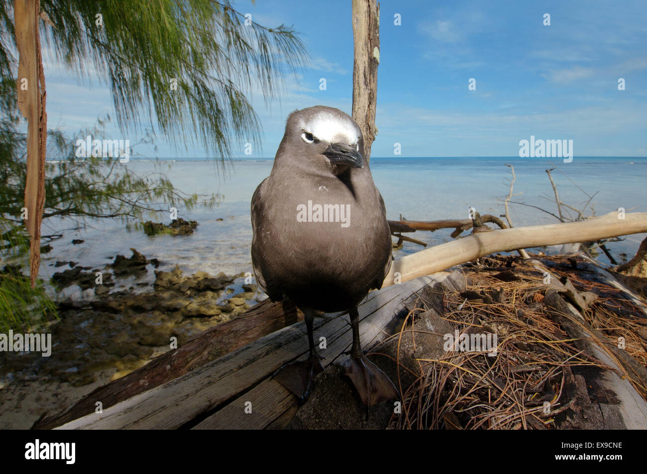 black noddy or white-capped noddy (Anous minutus) is sitting on a ...