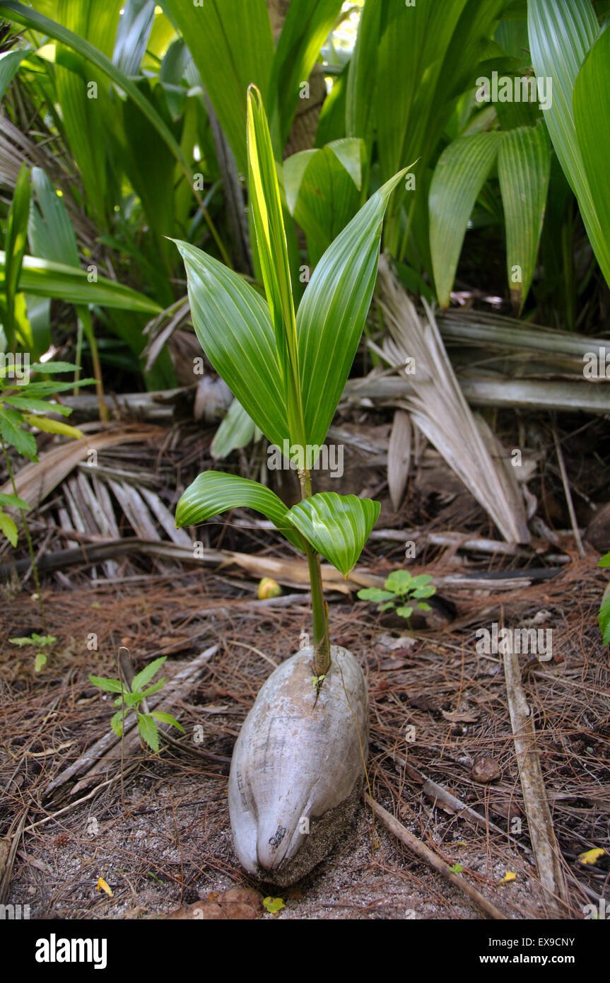 Coconut bud hi-res stock photography and images - Alamy