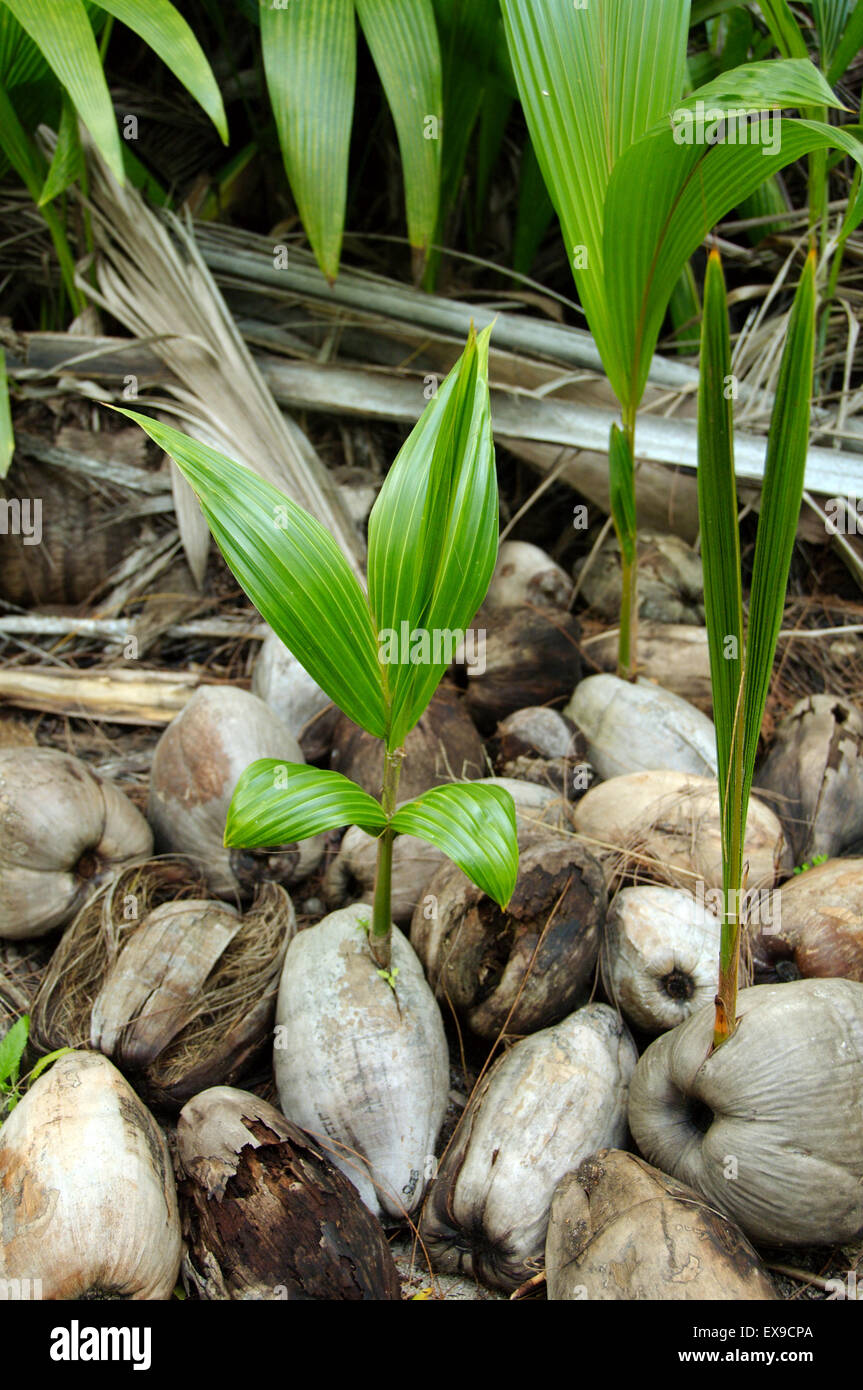 Coconut palm seedling hi-res stock photography and images - Alamy