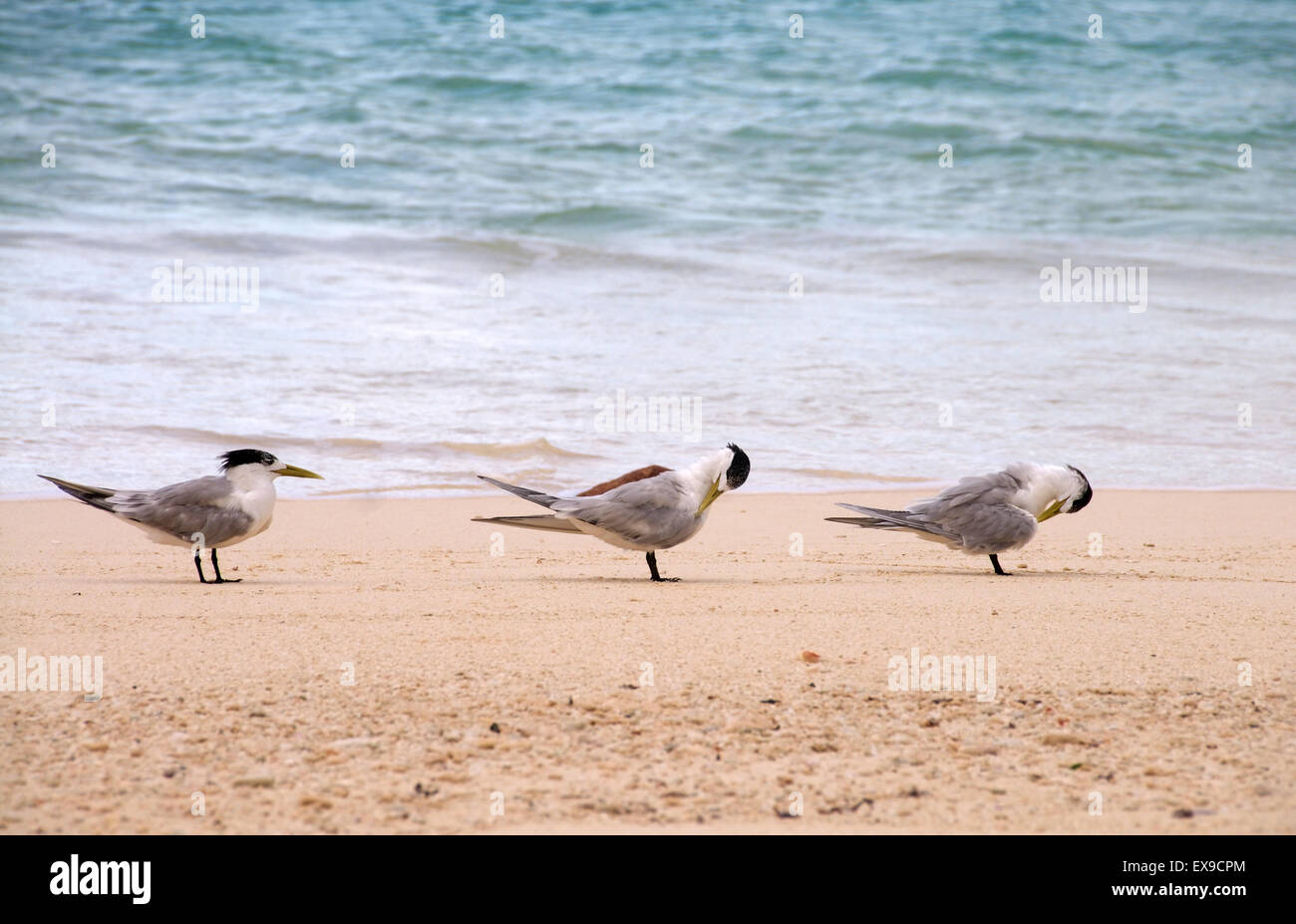 three greater crested tern, crested tern or swift tern (Thalasseus ...