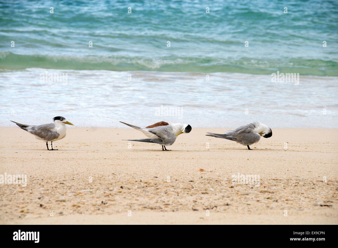 three greater crested tern, crested tern or swift tern (Thalasseus ...