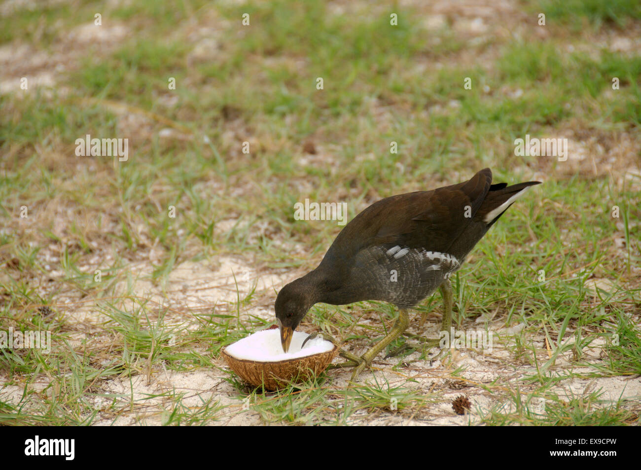 Swamp chicken hi-res stock photography and images - Alamy