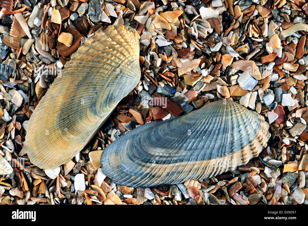 Piddock clams hi-res stock photography and images - Alamy