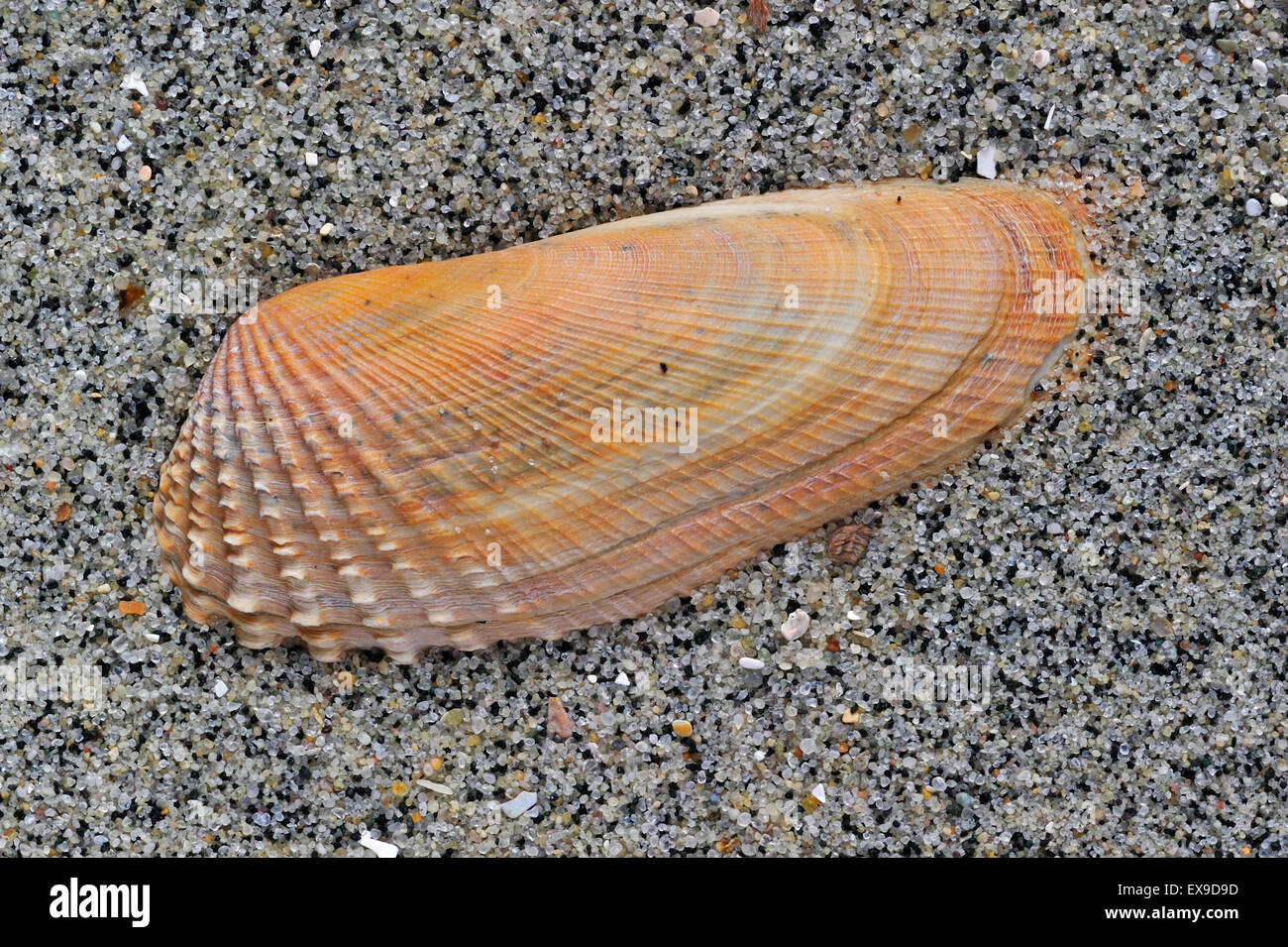 Piddock clams hi-res stock photography and images - Alamy