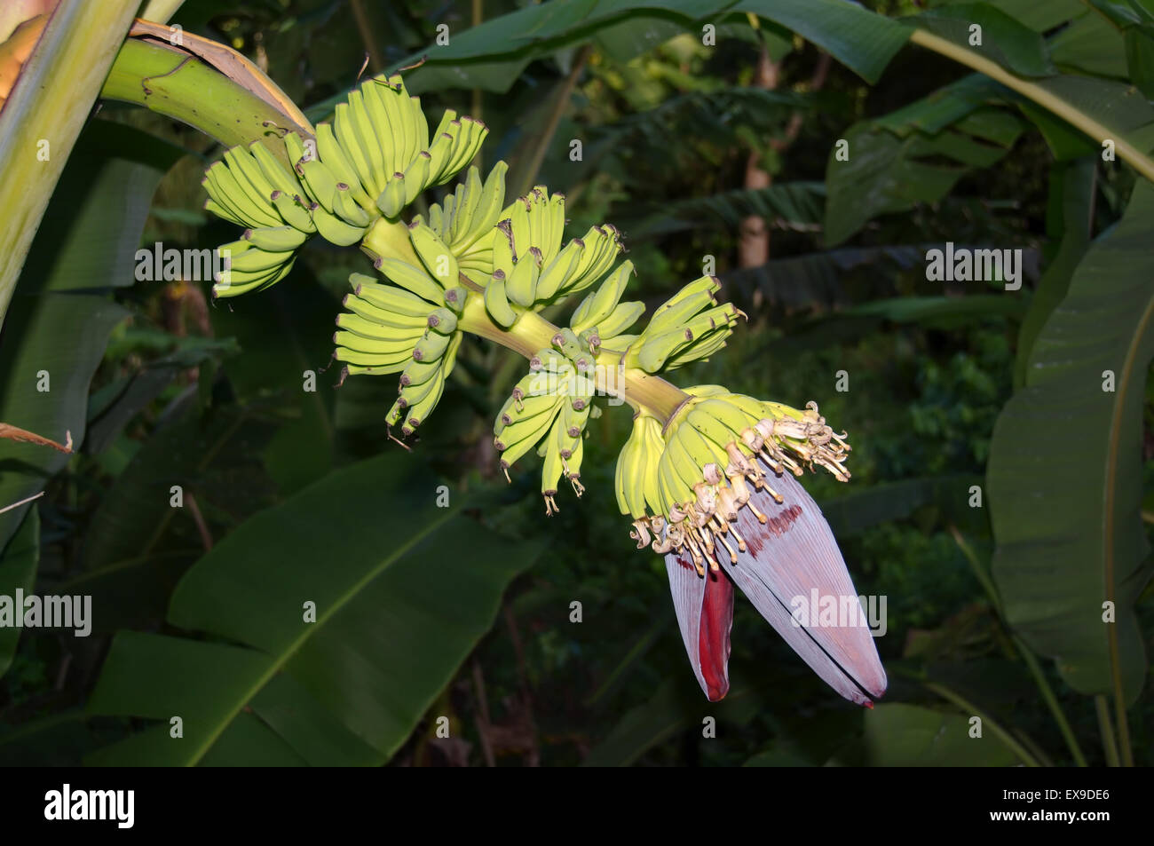 Banana inflorescence, partially opened and young fruits, Bananas (Musa ...
