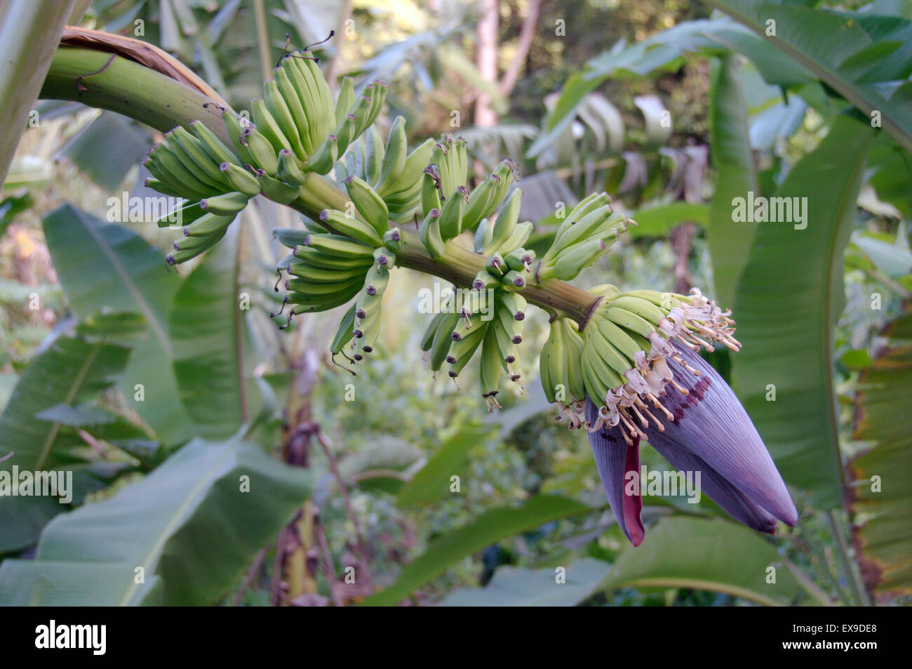 Banana palm musa hi-res stock photography and images - Alamy